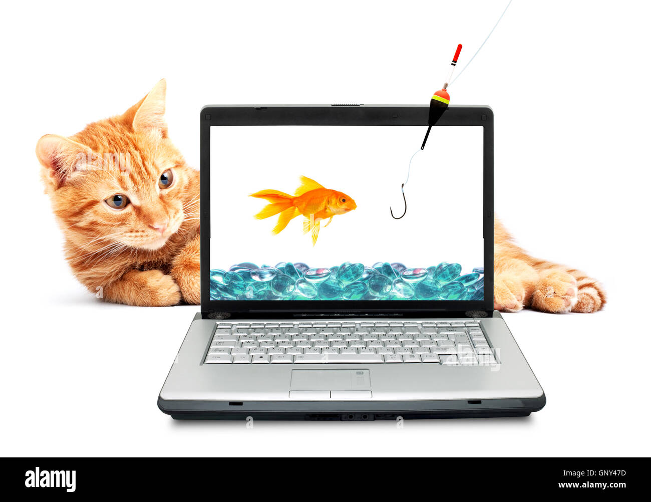 Cat fishing goldfish hi-res stock photography and images - Alamy
