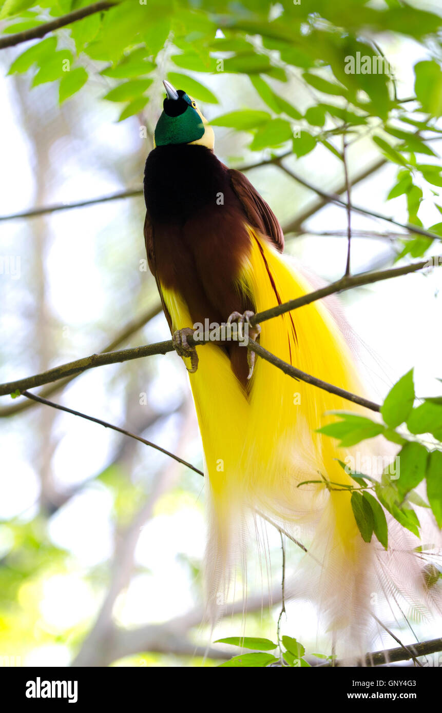 Lesser Bird of Paradise or Paradisaea minor Stock Photo - Alamy
