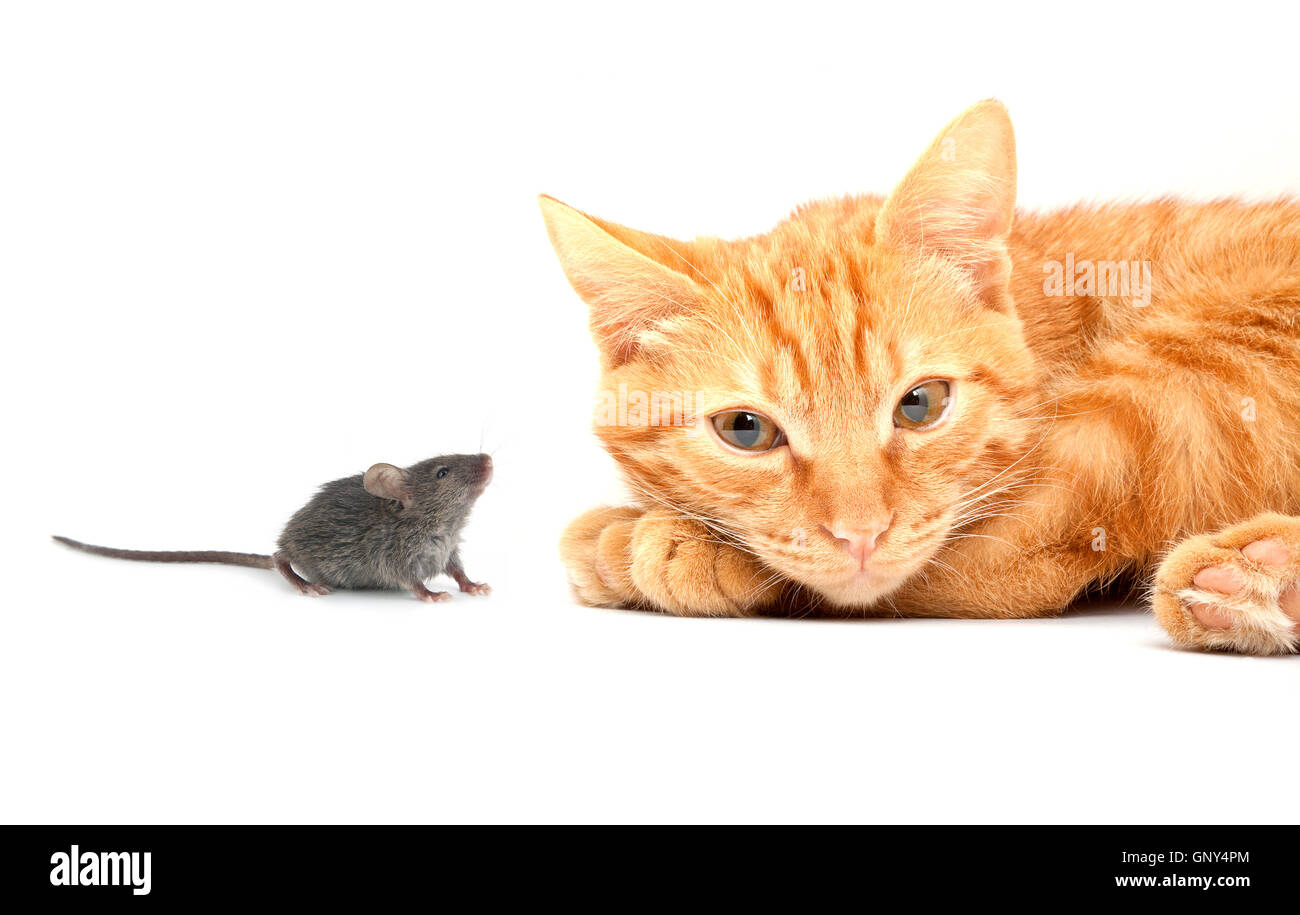 Small mouse hi-res stock photography and images - Alamy