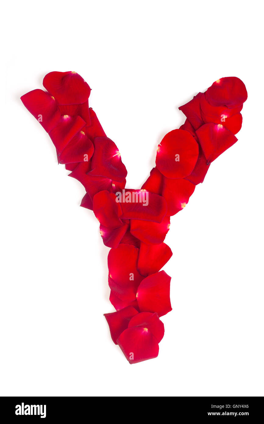 Letter Y made from red petals rose on white Stock Photo - Alamy