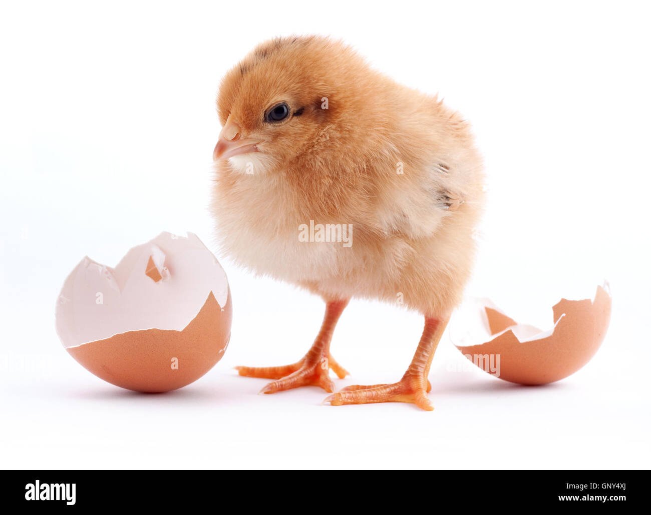 The yellow small chick Stock Photo - Alamy