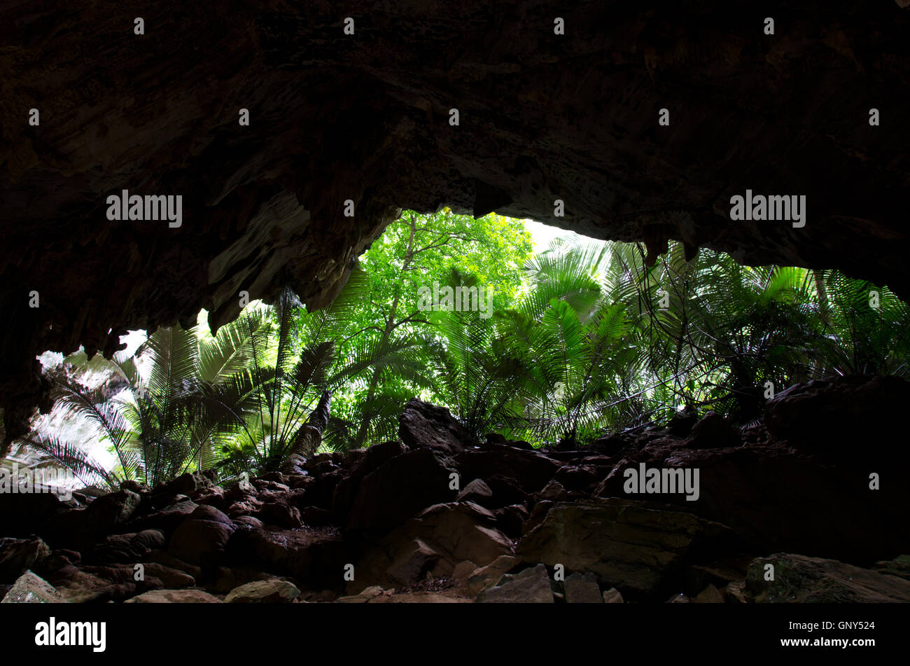 View from cave on rain forest Stock Photo - Alamy