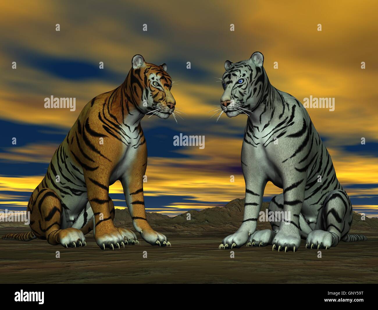 Two white tigers feline hi-res stock photography and images - Alamy