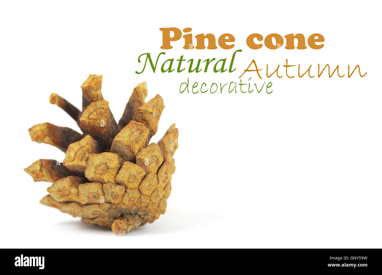 Pine cone isolated on white, clipping path included Stock Photo - Alamy