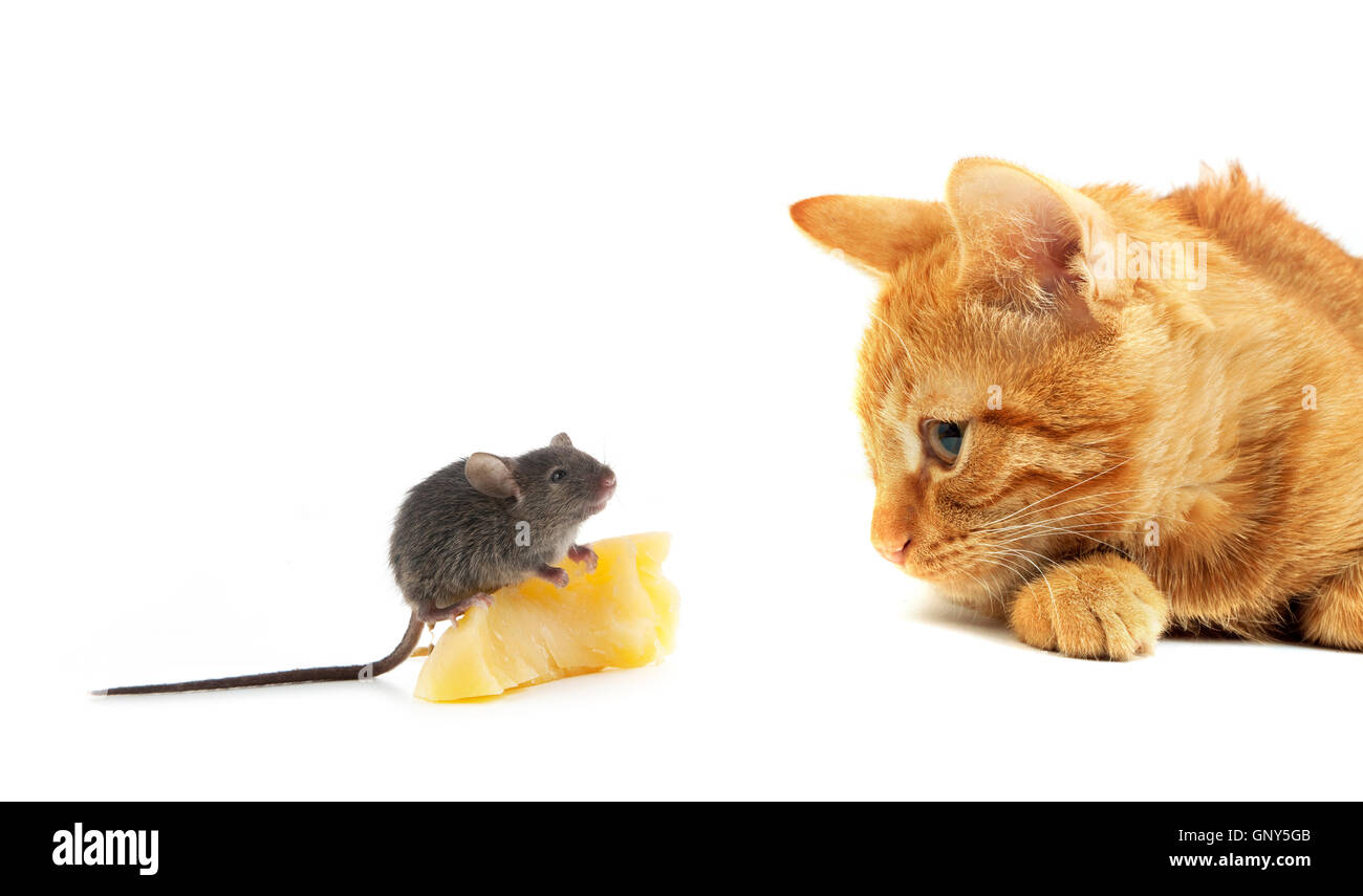 Mouse and cat Stock Photo - Alamy