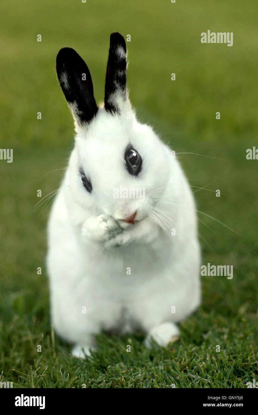 White bunny rabbit hi-res stock photography and images - Alamy