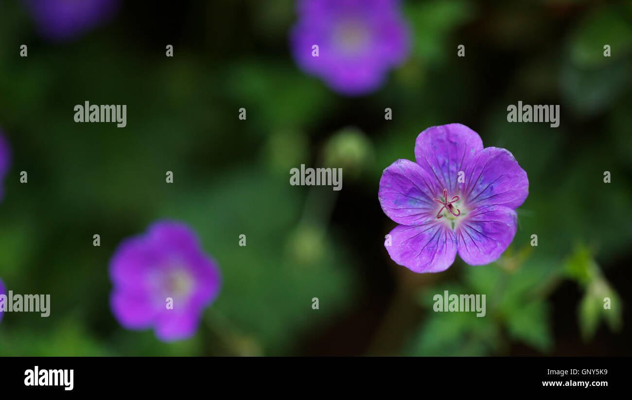 Purple Wild Geranium Stock Photo - Alamy