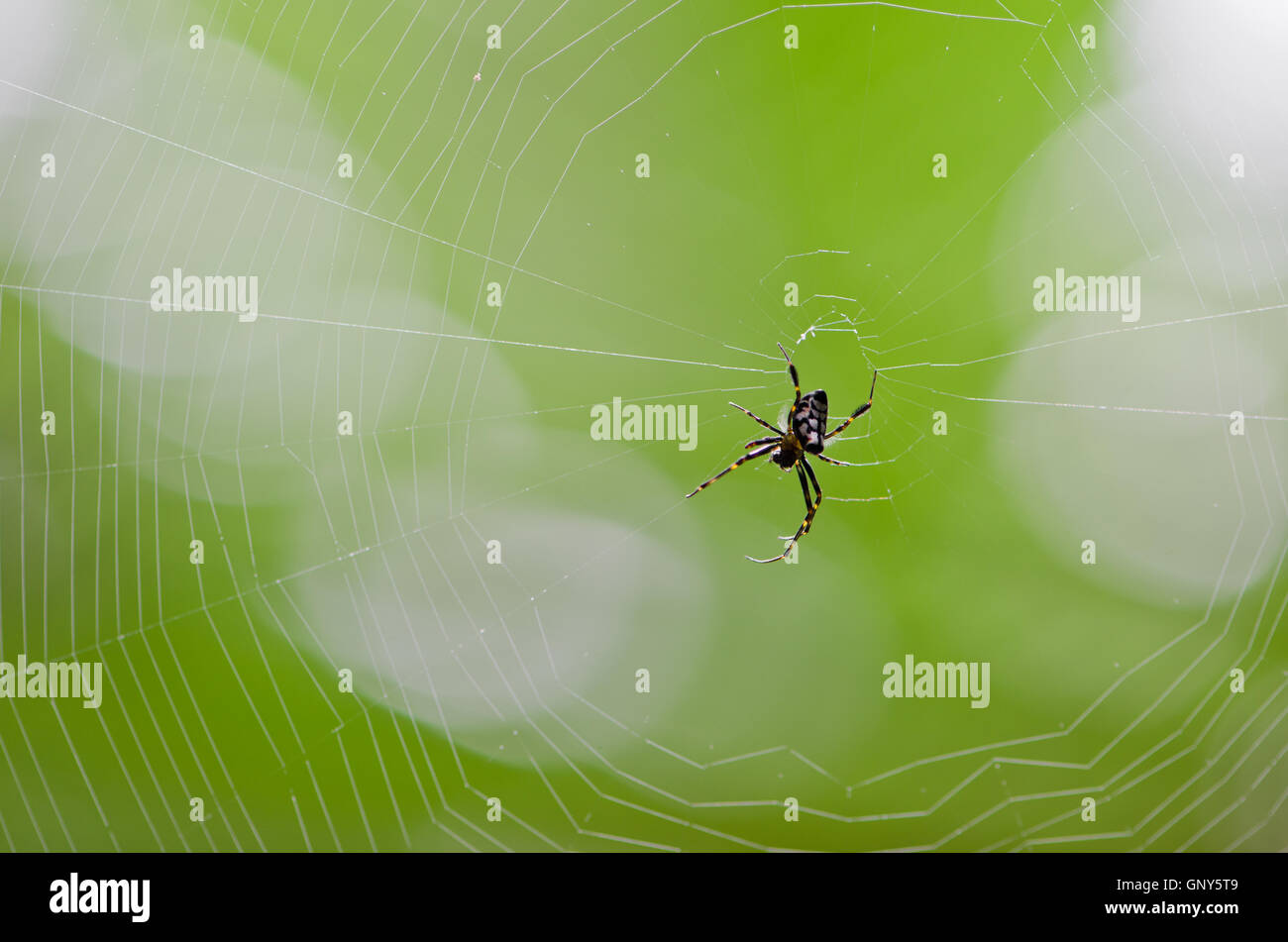 Spider back pattern hi-res stock photography and images - Alamy