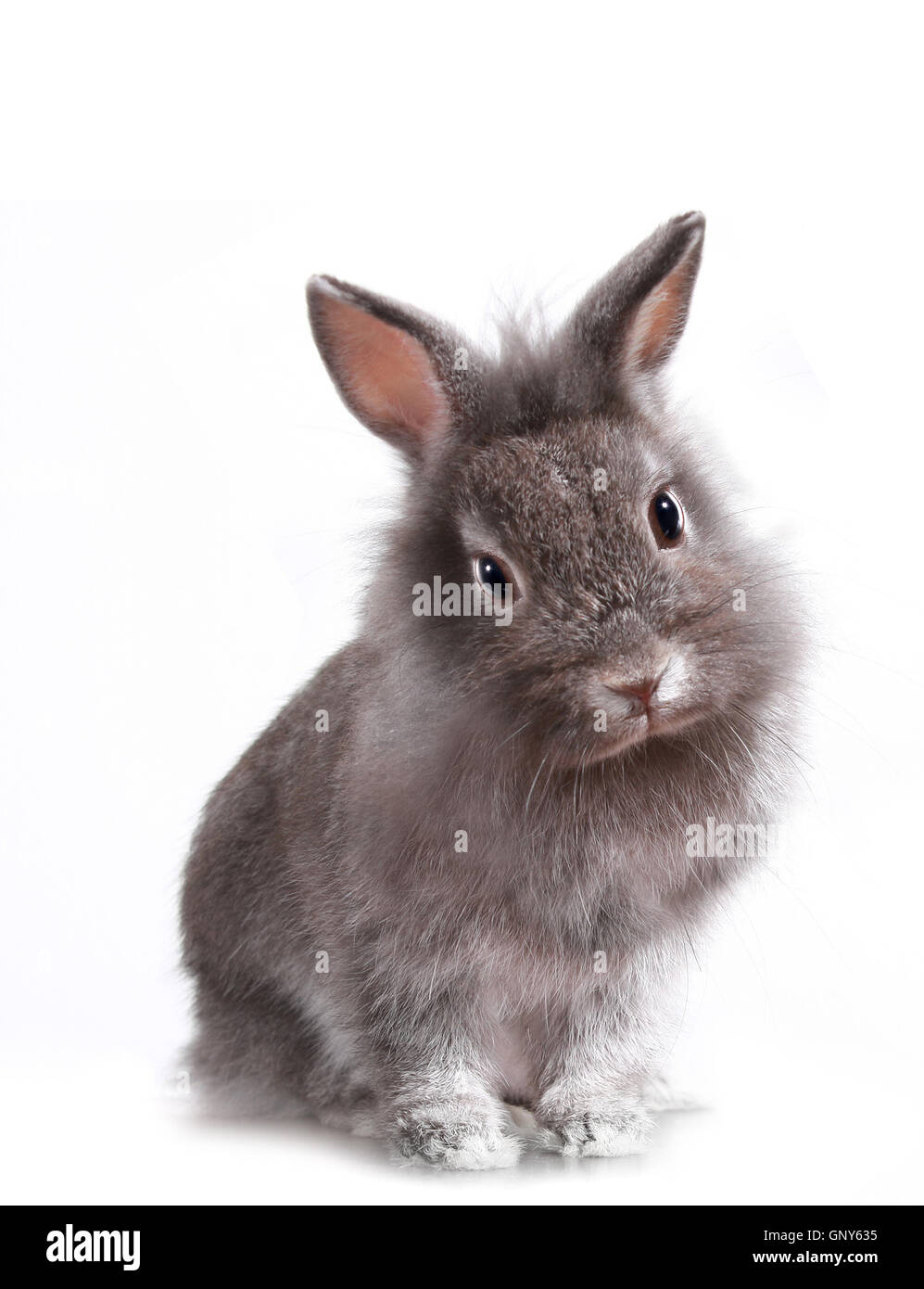 Young Adorable Little Bunny Rabbit Stock Photo - Alamy