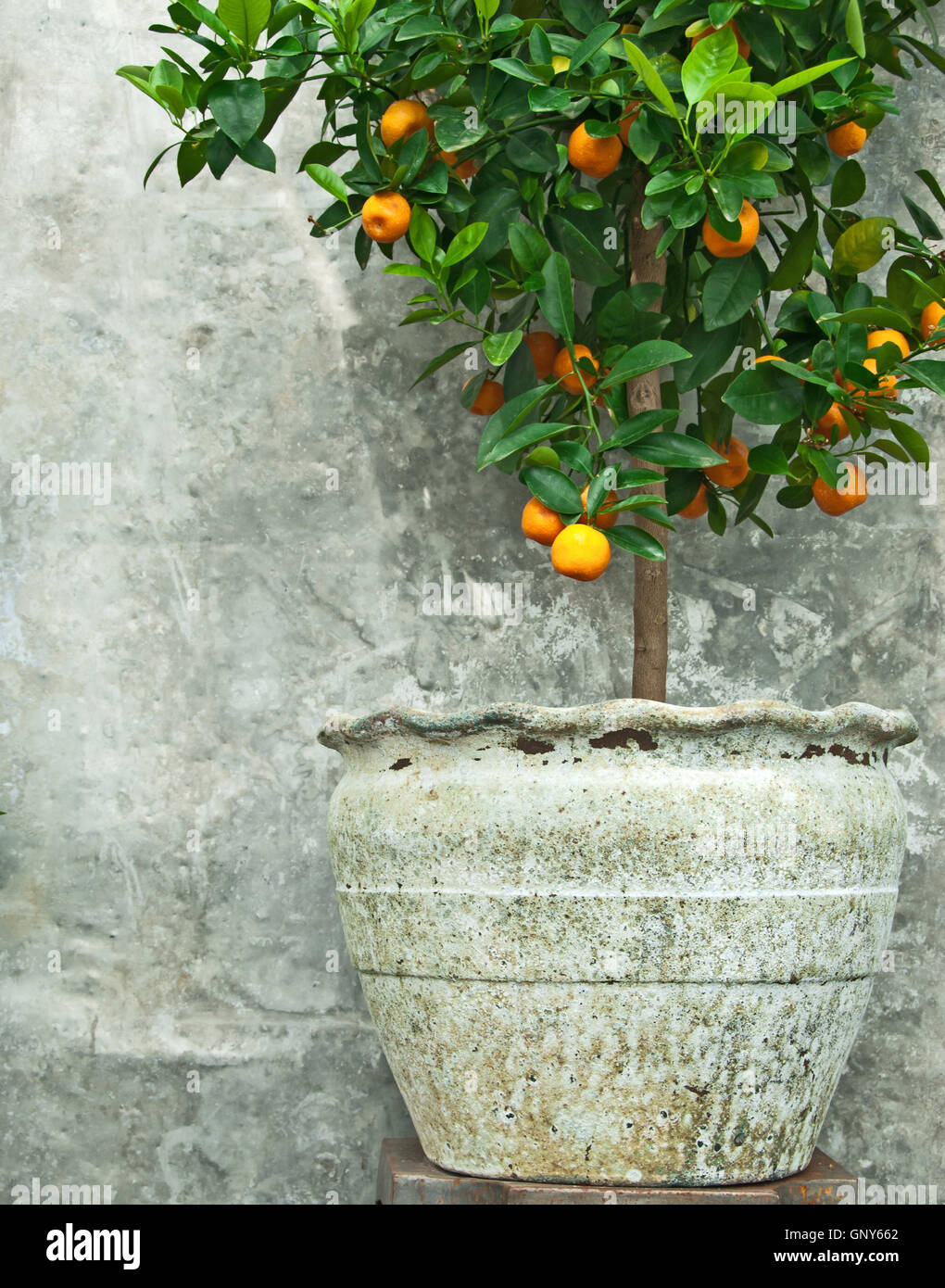 Tangerine tree in old clay pot Stock Photo - Alamy