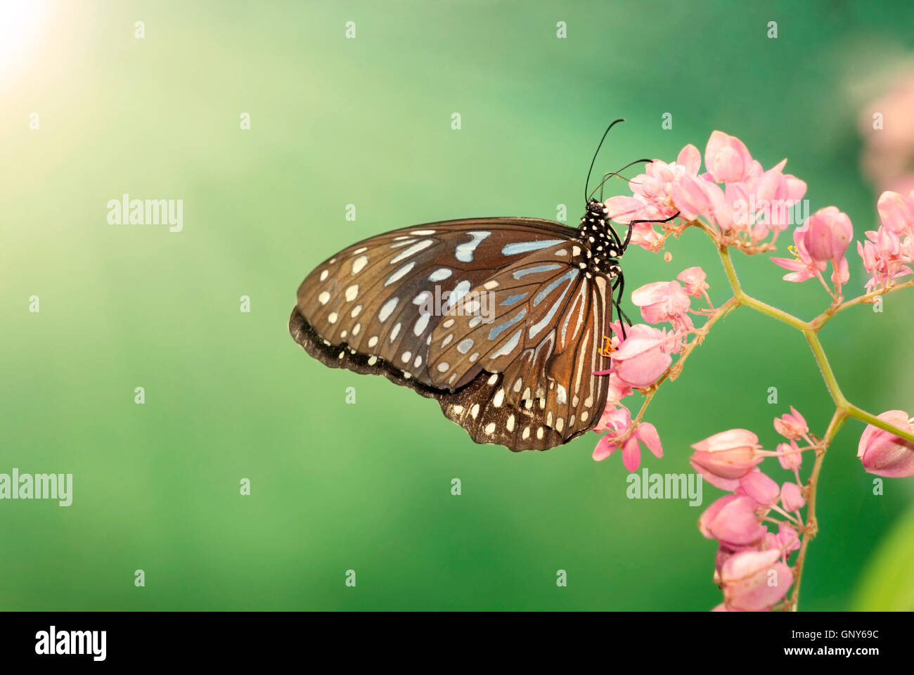 Buttefly flying hi-res stock photography and images - Alamy