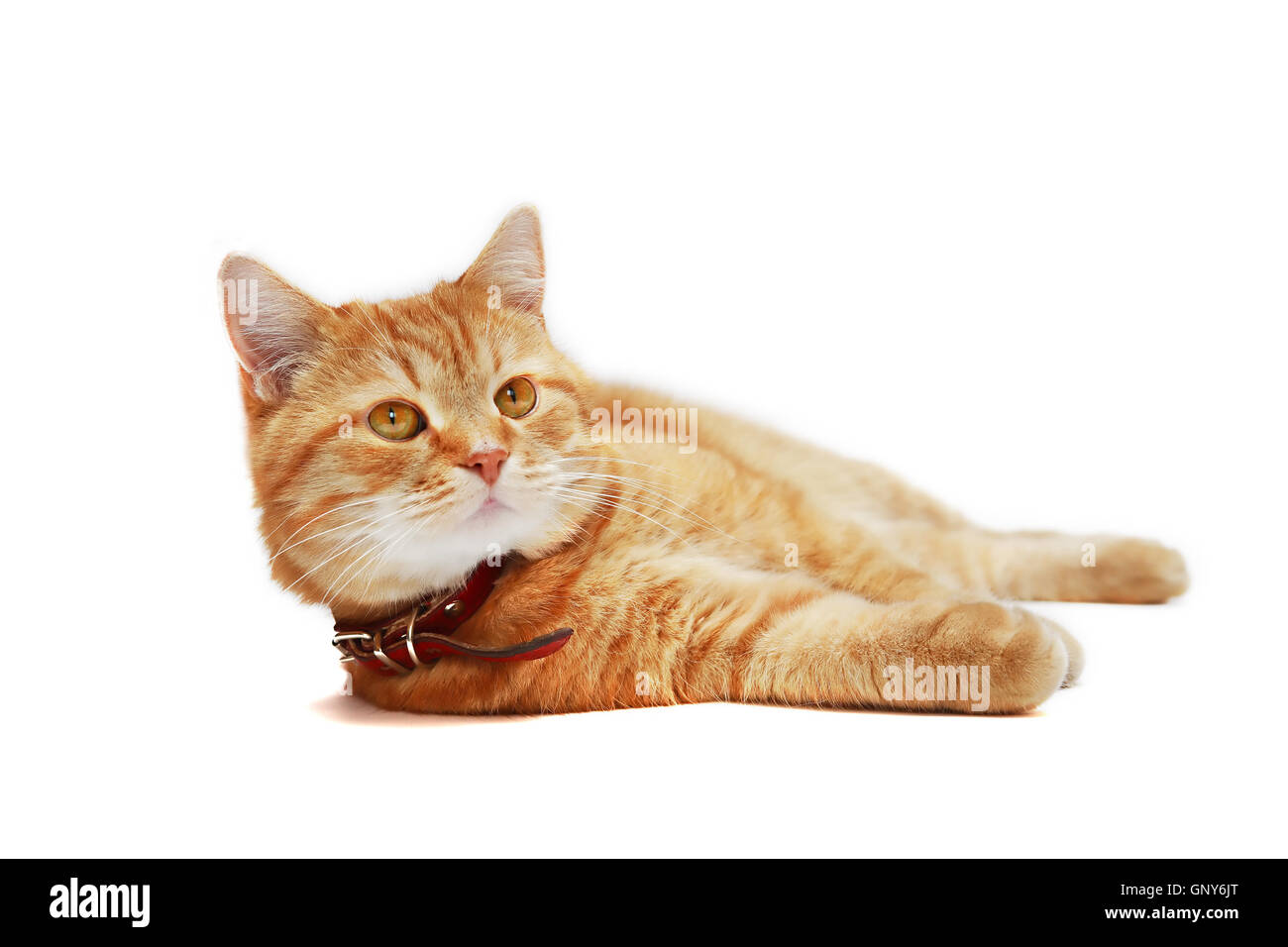 Mammal cat domestic Cut Out Stock Images & Pictures - Alamy