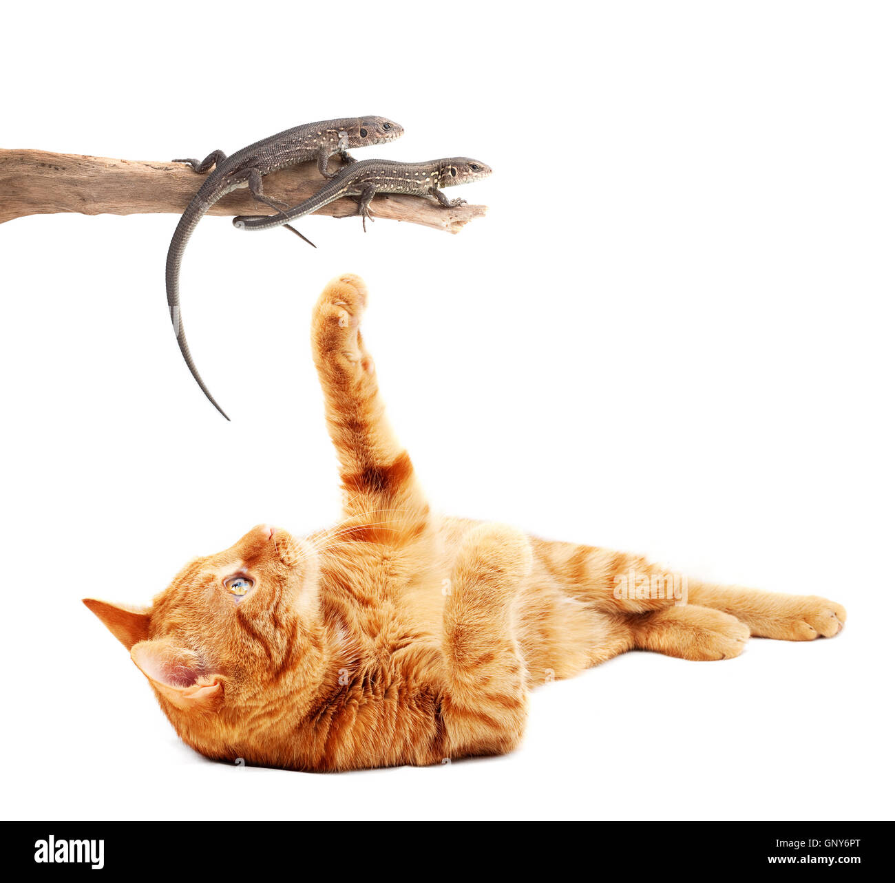 Striped lizard Cut Out Stock Images & Pictures - Alamy