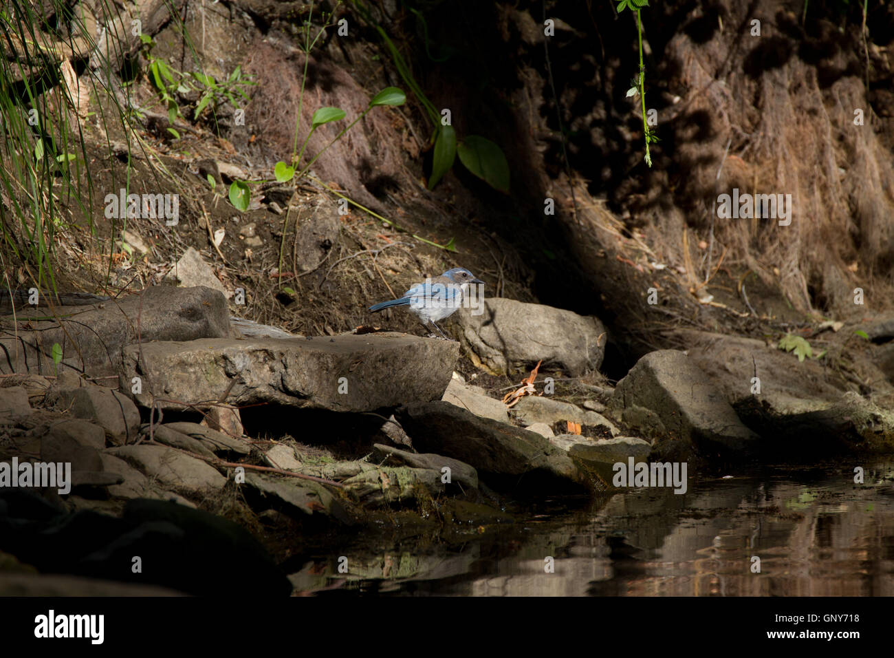 Jay on rocks near drying stream bed. California. USA Stock Photo - Alamy