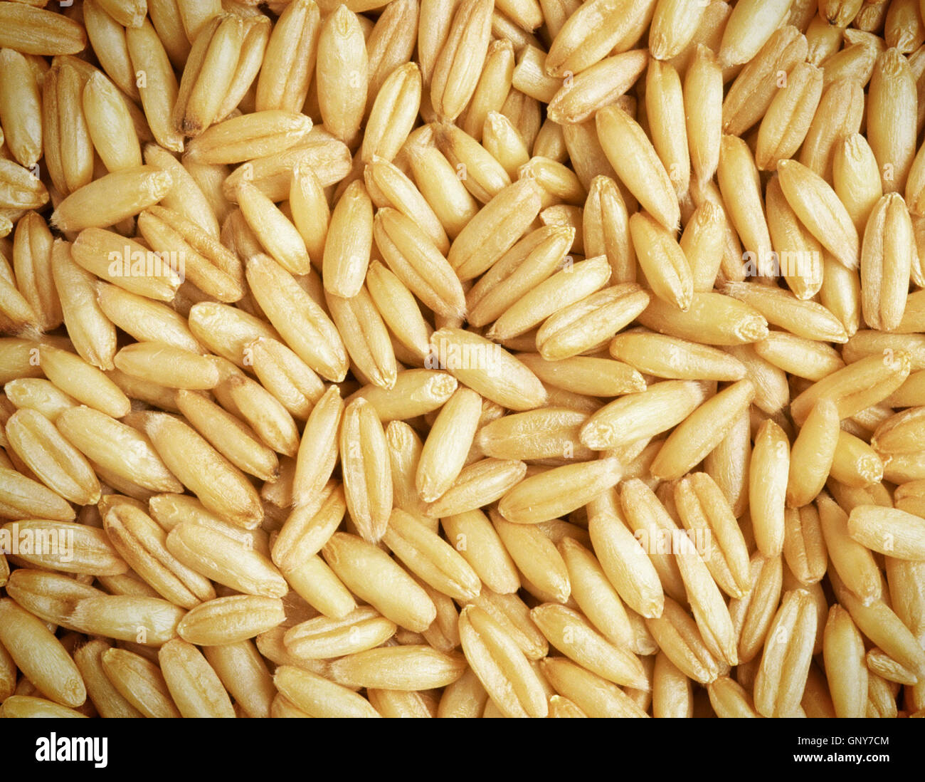 Whole wheat grains close up background Stock Photo - Alamy
