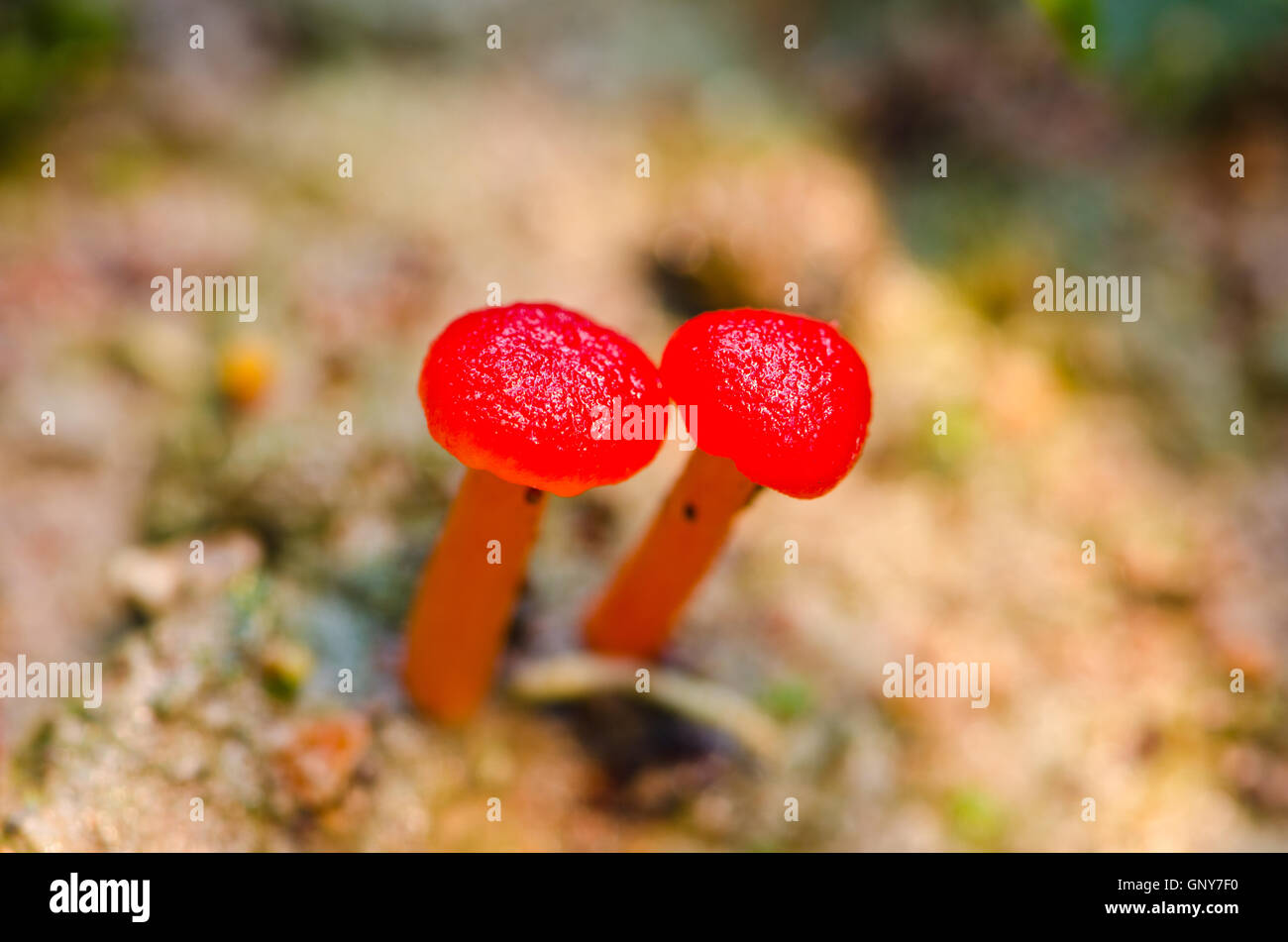 Red Mushroom Fungi Stock Photo - Alamy