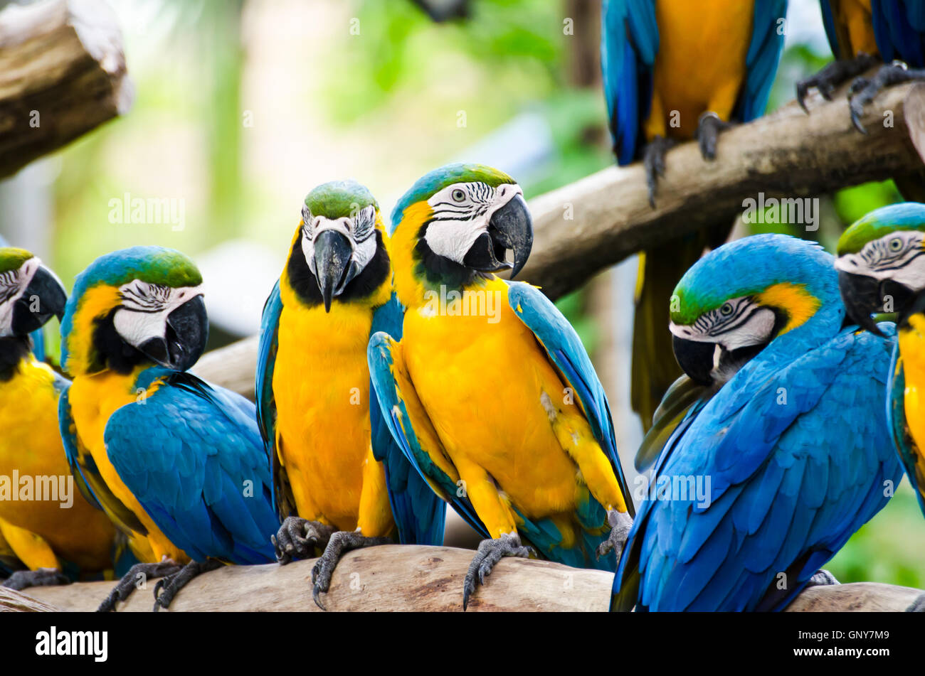 The Magnificent Green Wing Macaw Stock Photo - Alamy
