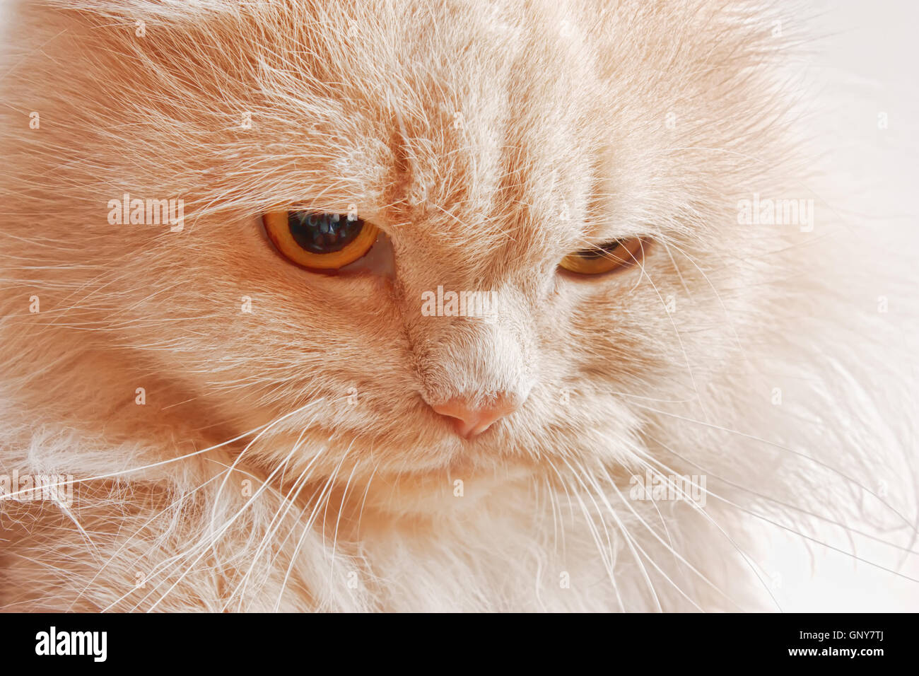 Angry persian beauty hi-res stock photography and images - Alamy