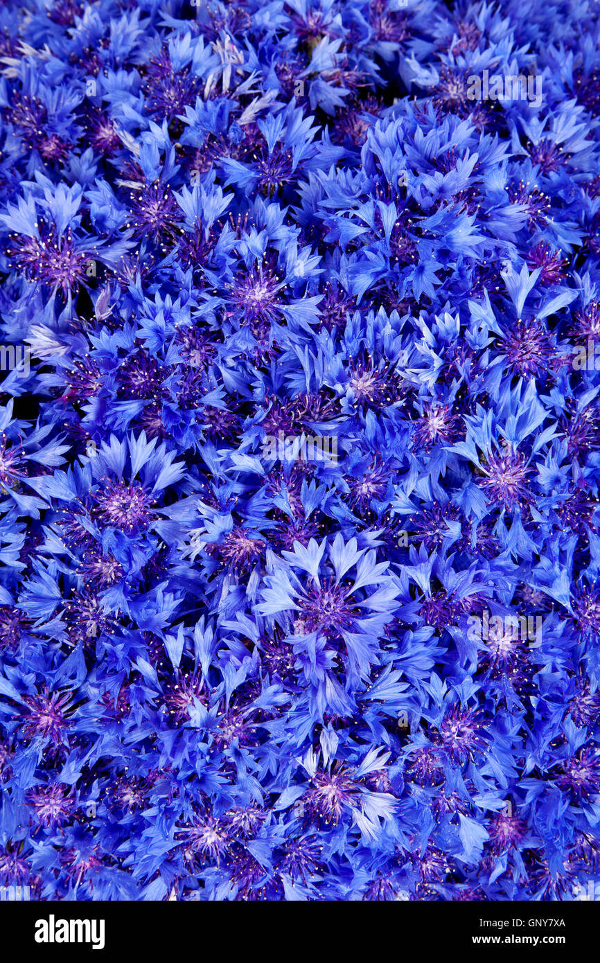Abstract cornflower background hi-res stock photography and images - Alamy