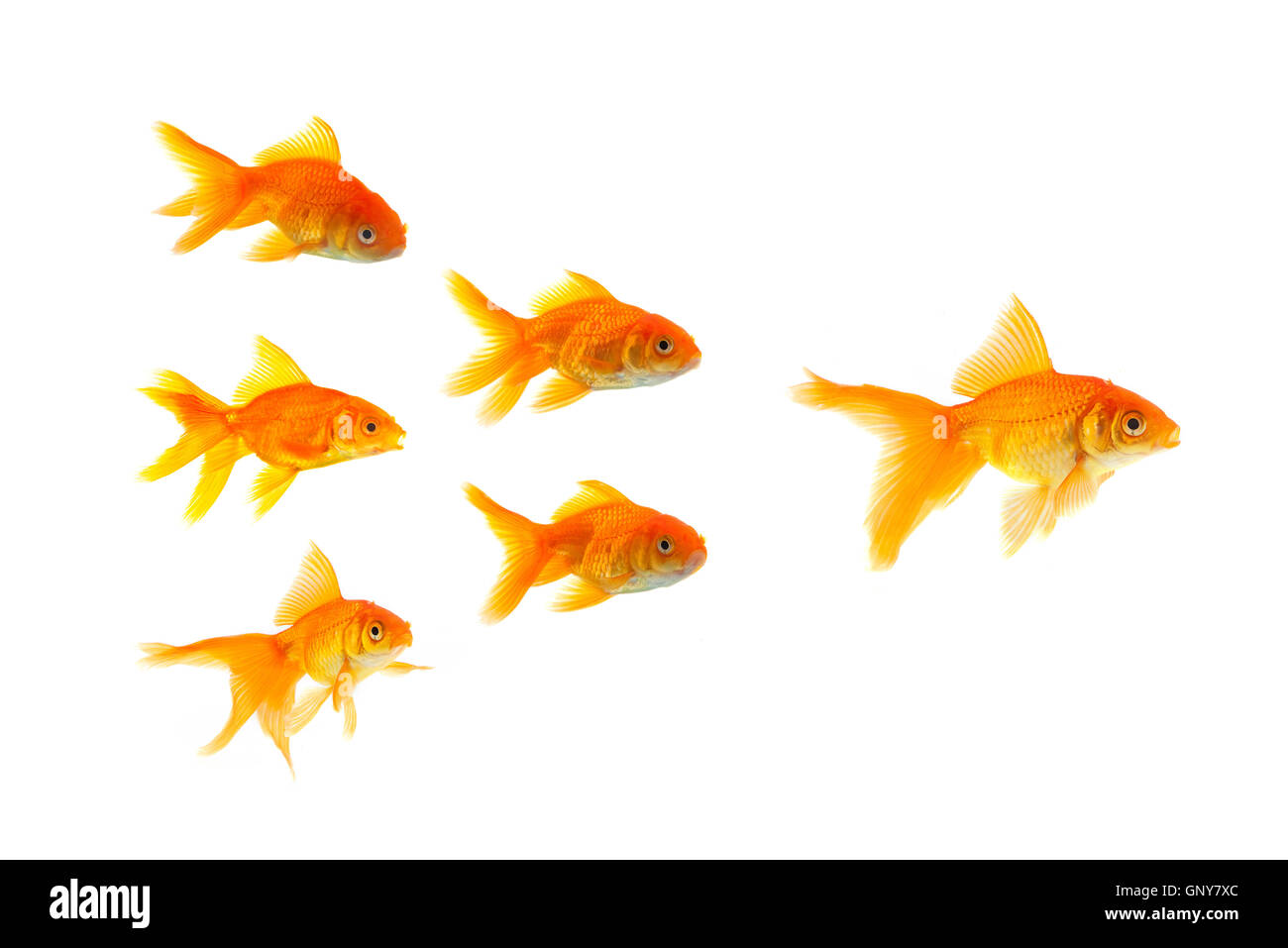 Three cute fish hi-res stock photography and images - Alamy