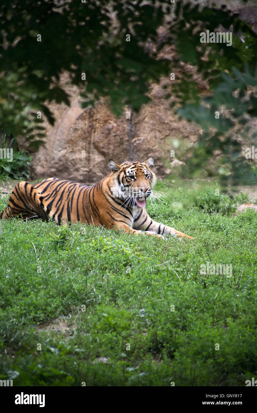 Tiger On Grass Stock Photo - Alamy
