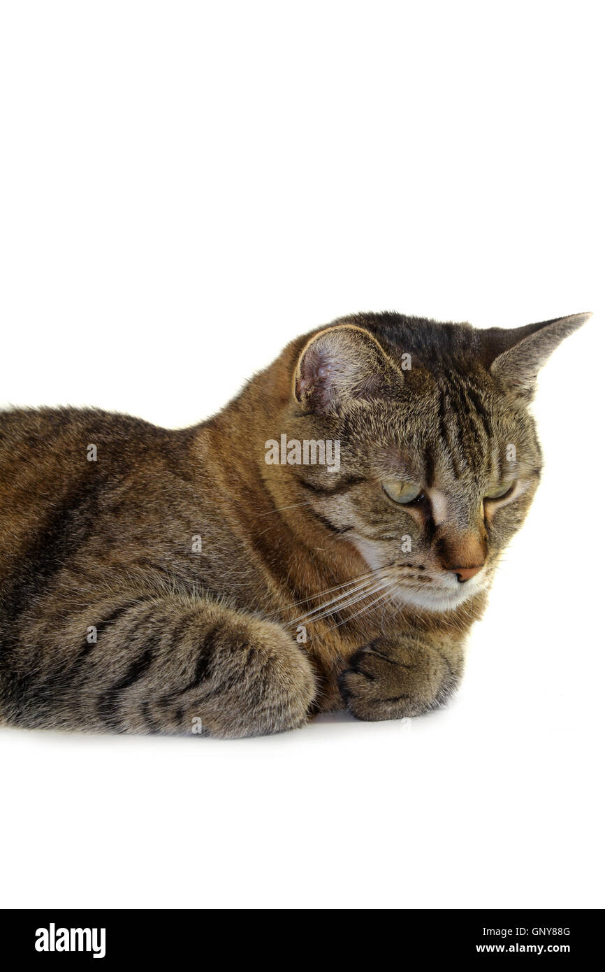 Sleek cat hi-res stock photography and images - Alamy