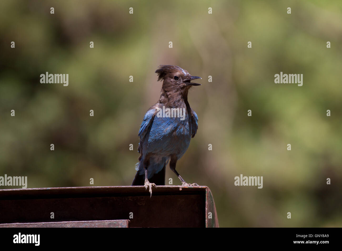 Steller’s jay california hi-res stock photography and images - Alamy