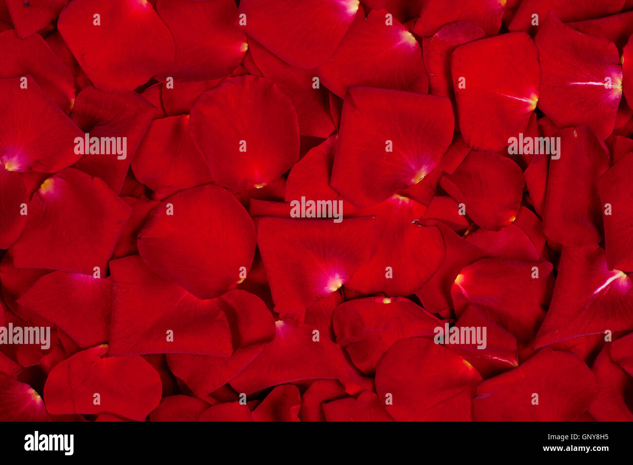 Background of red rose petals Stock Photo - Alamy