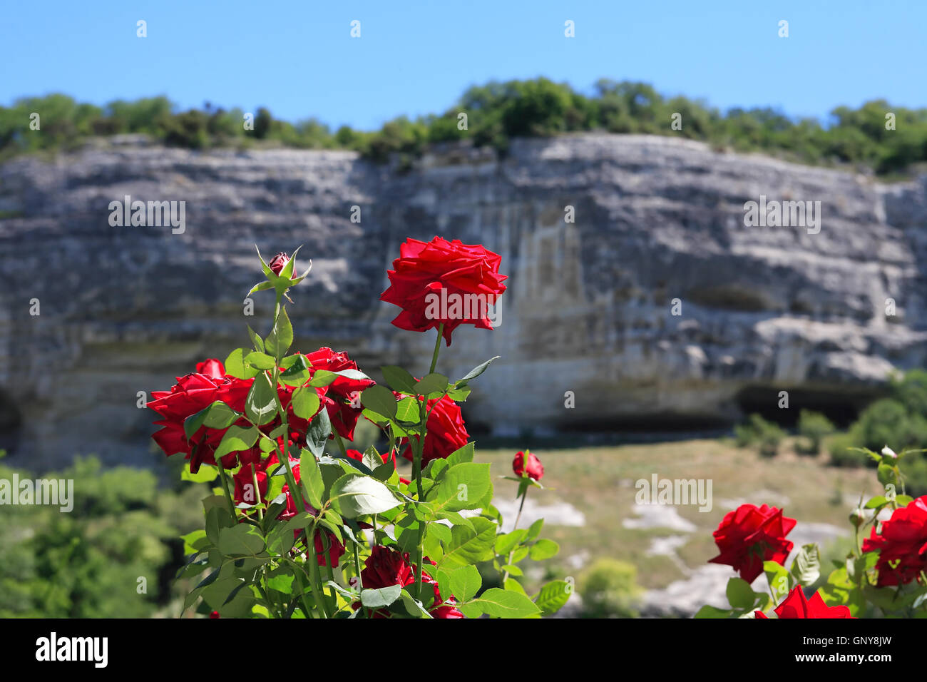 Roses And Mountains Stock Photo - Alamy