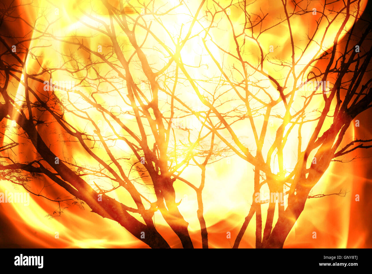 Fire burning tree Stock Photo - Alamy