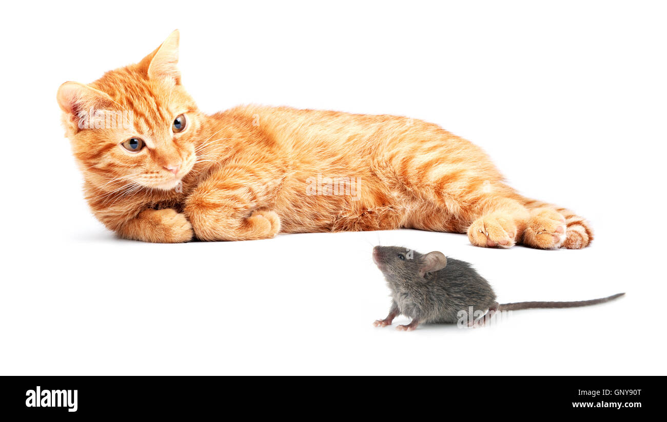 Mouse and cat Stock Photo - Alamy