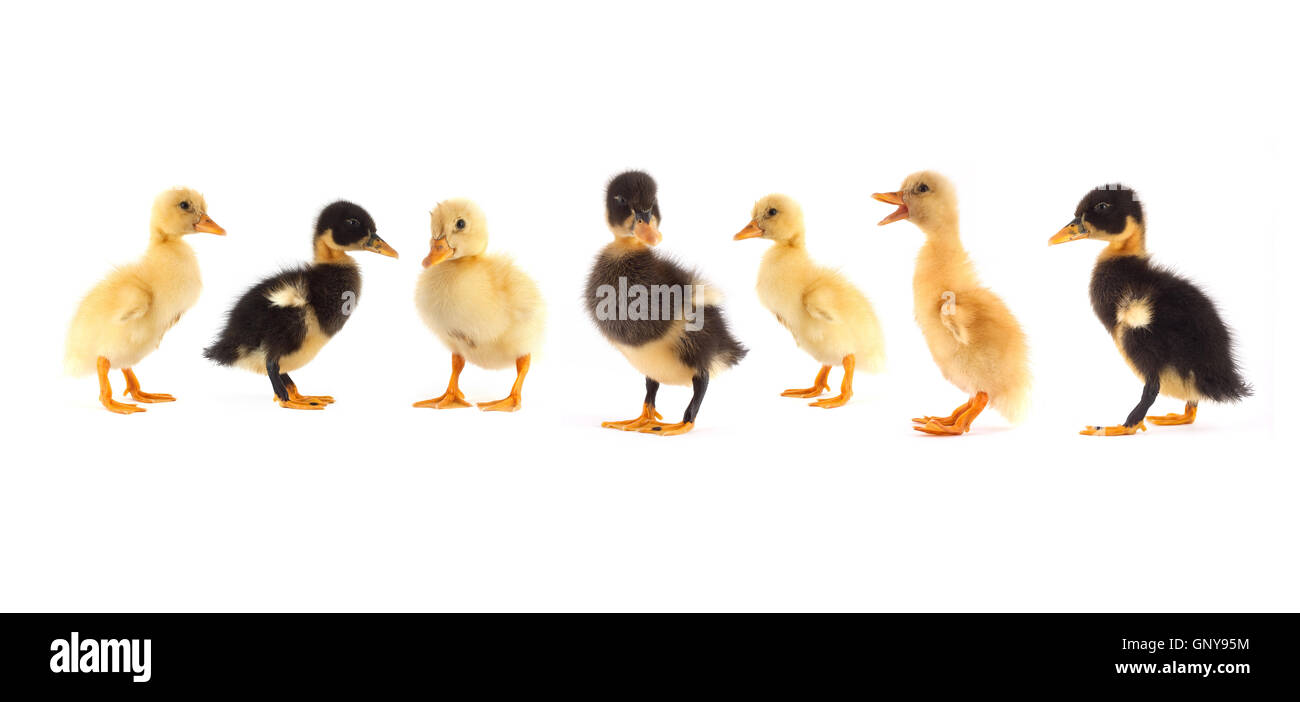 Yellow and black duckling hi-res stock photography and images - Alamy