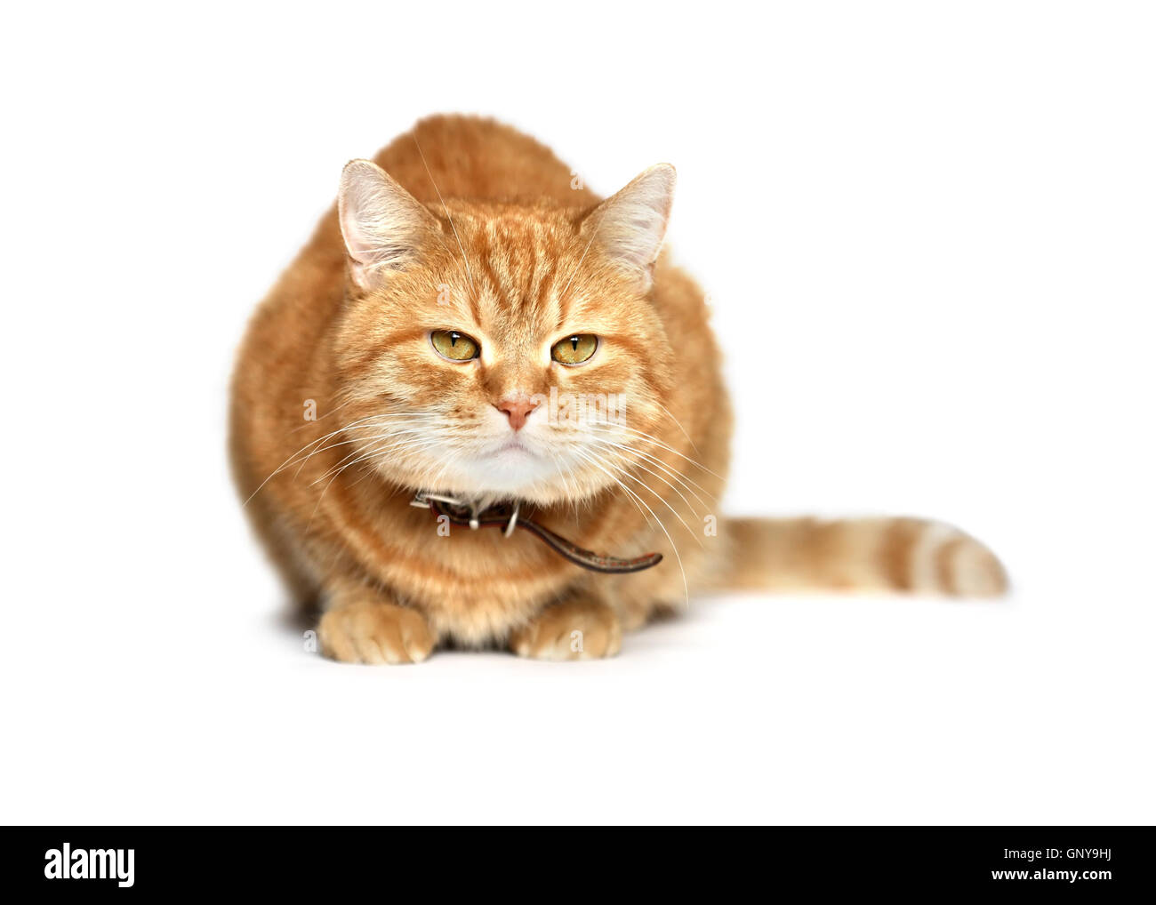 Muzzle cat Cut Out Stock Images & Pictures - Alamy
