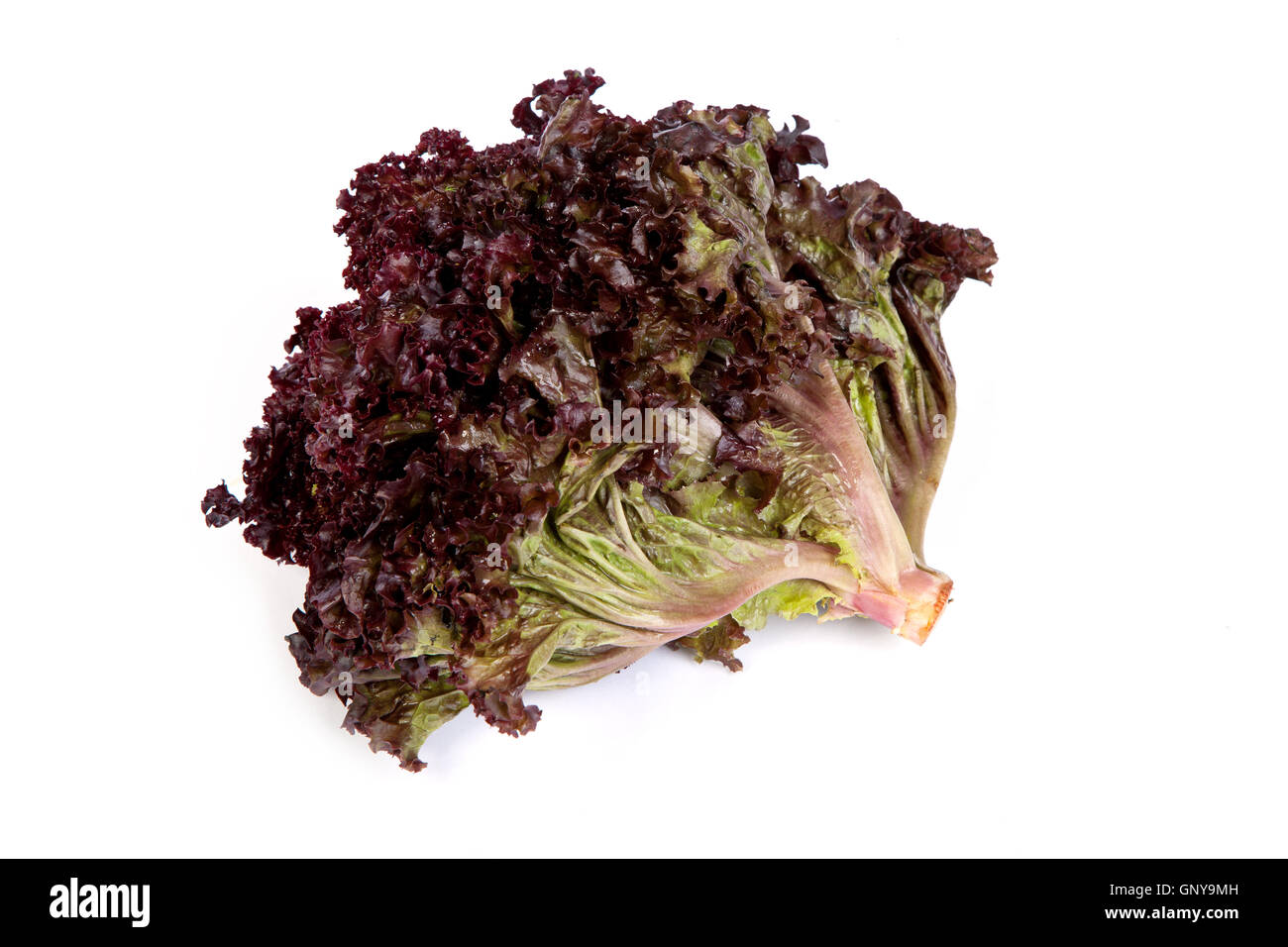 Fresh red Lettuce isolated on white Stock Photo - Alamy
