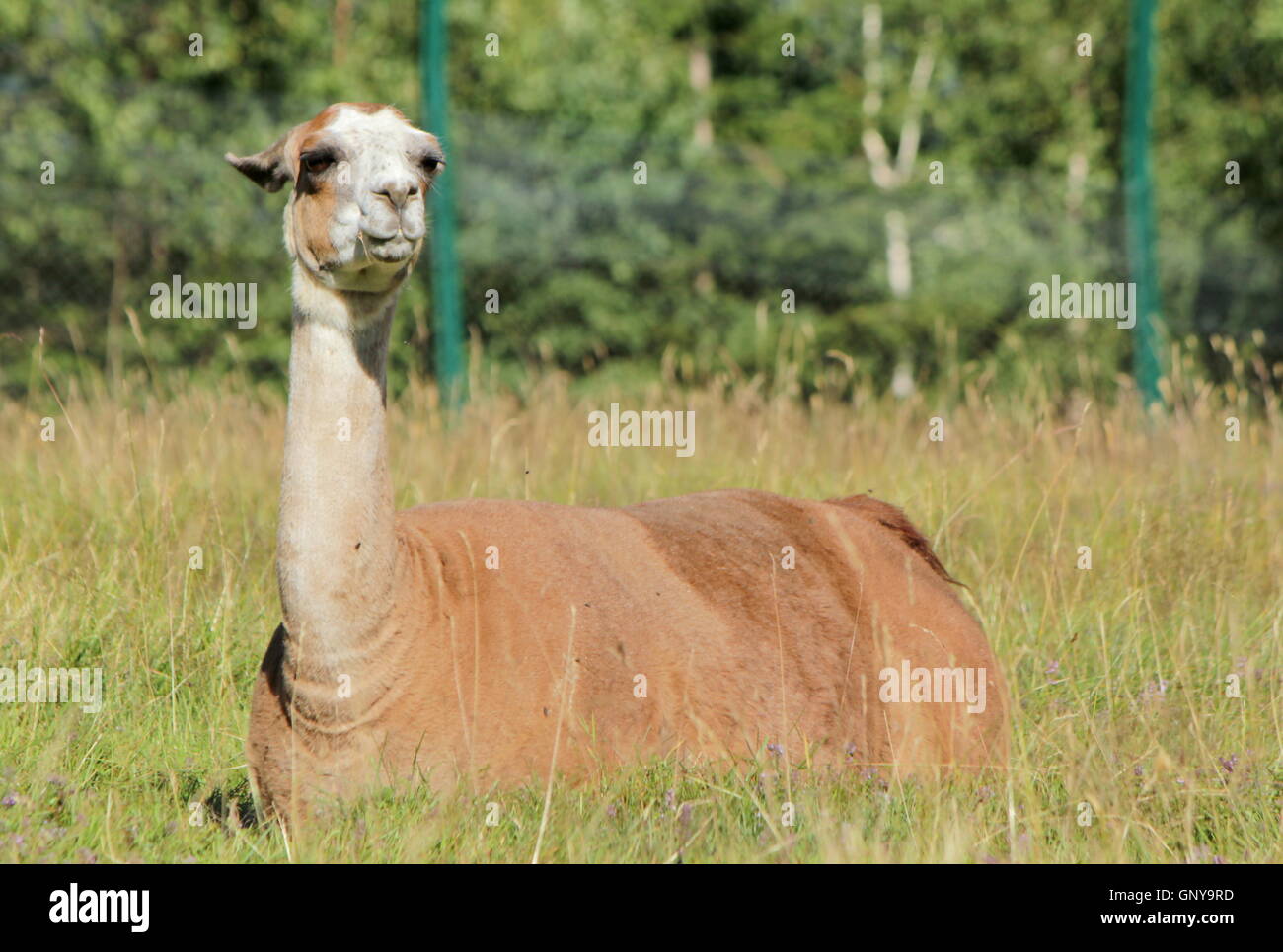 Resting llama hi-res stock photography and images - Alamy