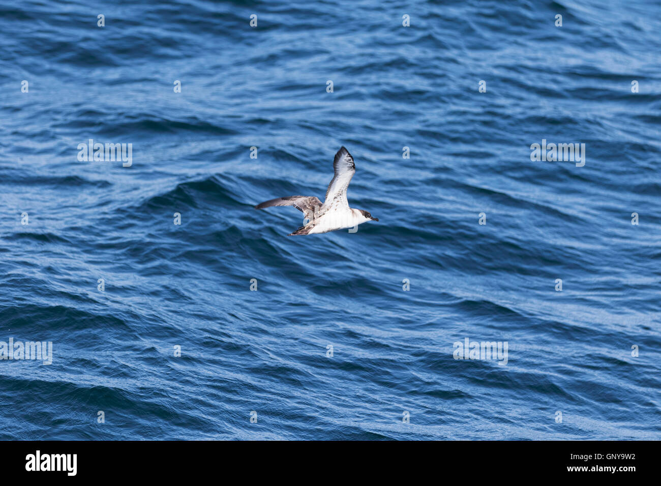 Sea birds flying over the ocean surface Stock Photo - Alamy