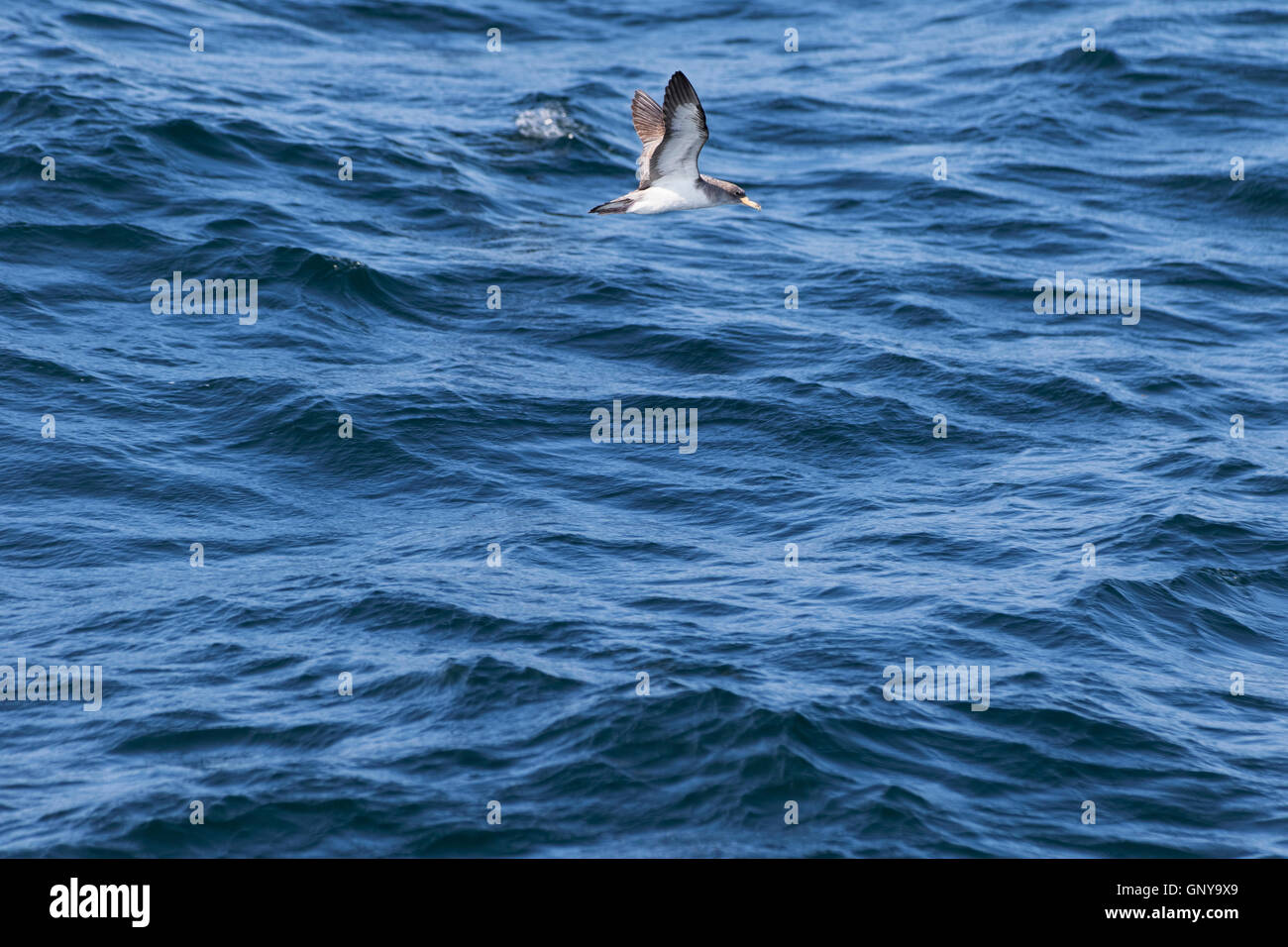 Sea birds flying over the ocean surface Stock Photo - Alamy