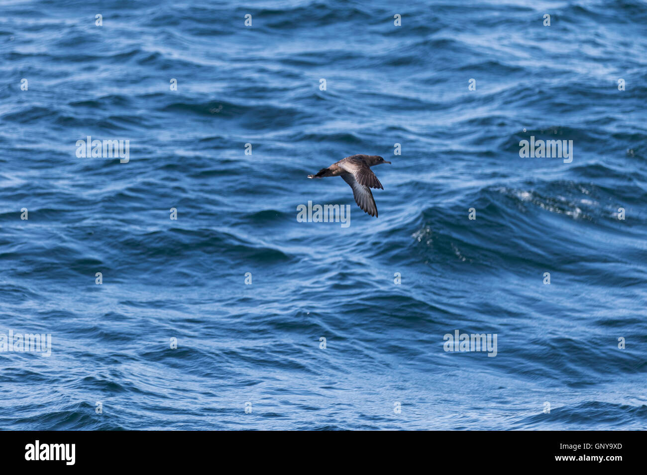 Sea birds flying over the ocean surface Stock Photo - Alamy