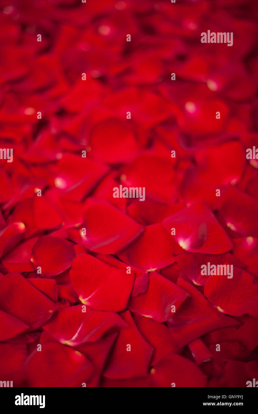 Background of red rose petals Stock Photo - Alamy