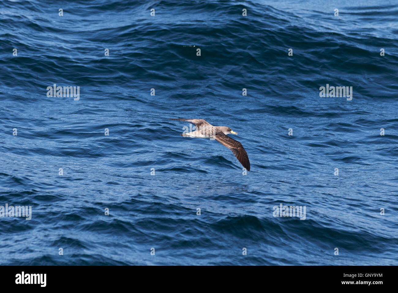 Sea birds flying over the ocean surface Stock Photo - Alamy