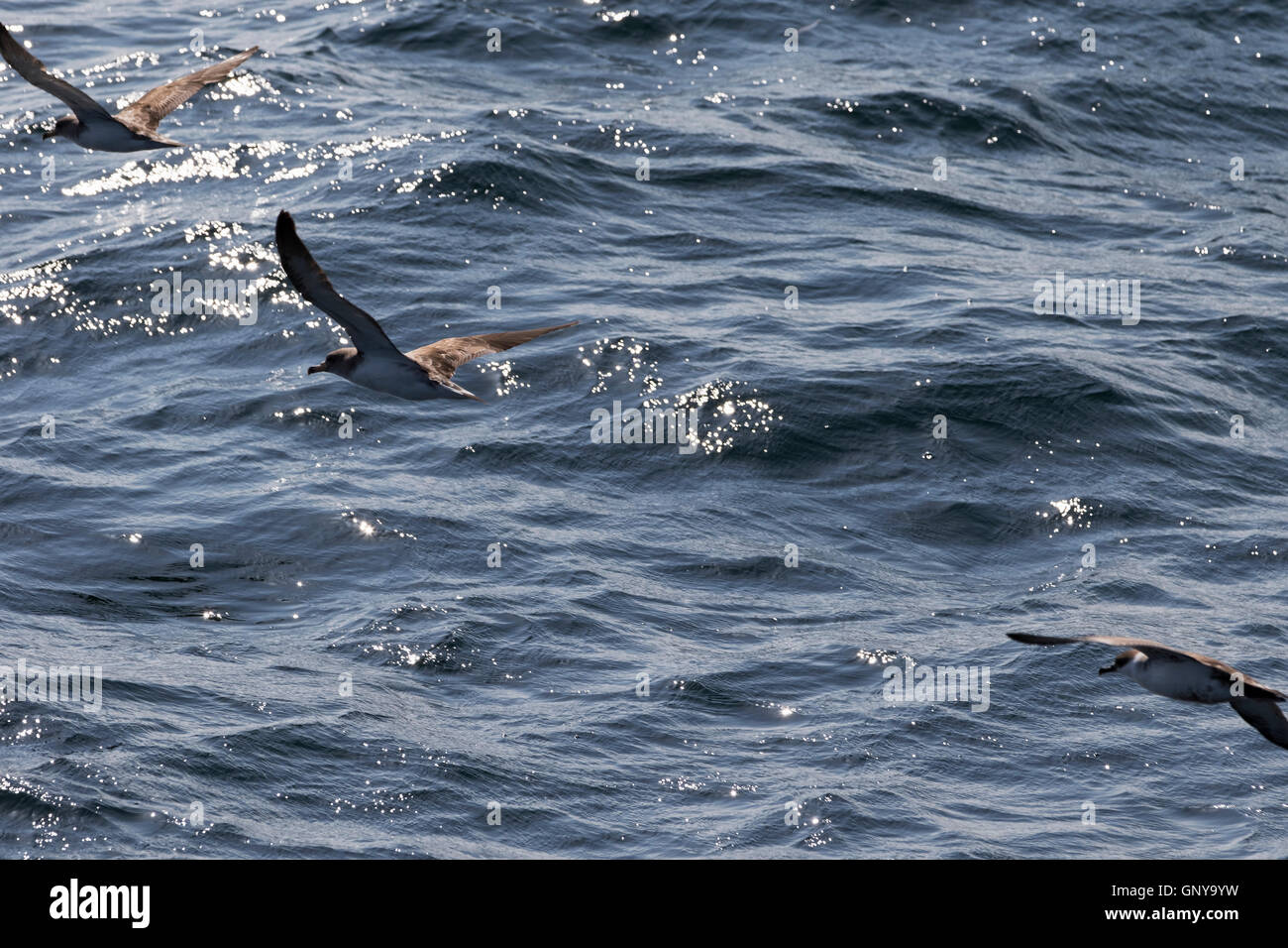 Sea birds flying over the ocean surface Stock Photo - Alamy