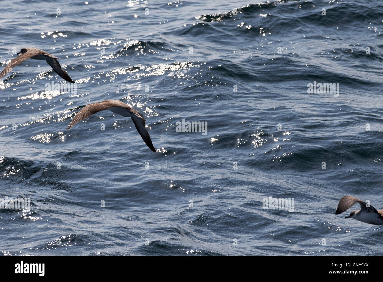 Sea birds flying over the ocean surface Stock Photo - Alamy