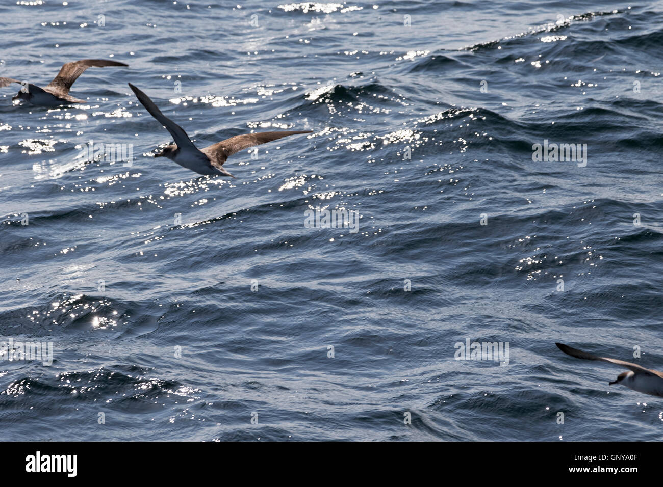 Sea birds flying over the ocean surface Stock Photo - Alamy