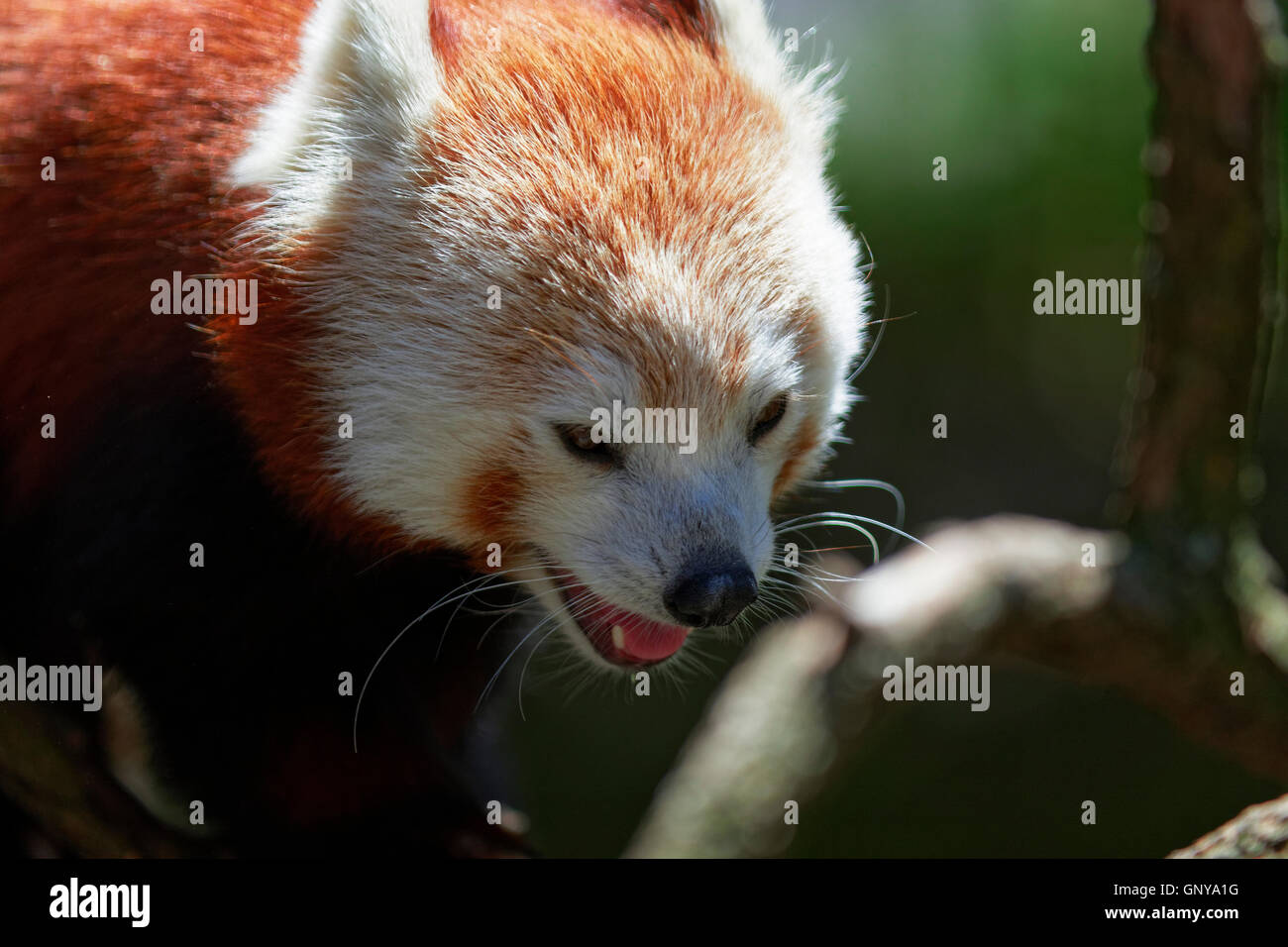 Cute Red Panda posing for the camera Stock Photo - Alamy