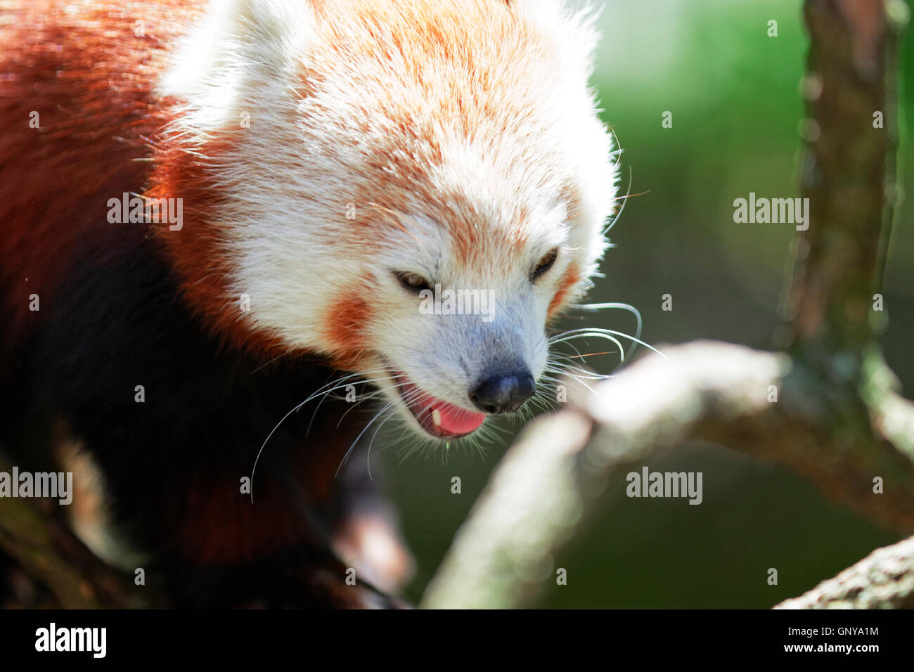 Cute Red Panda posing for the camera Stock Photo - Alamy