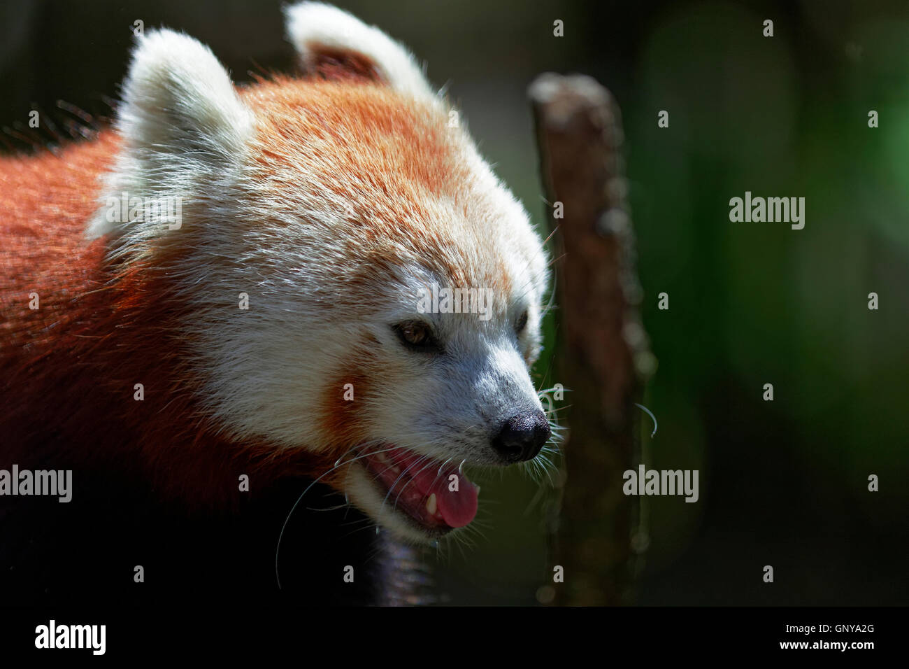 Cute red panda hi-res stock photography and images - Alamy