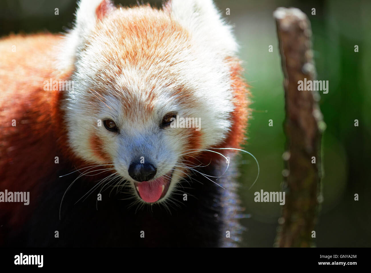 Cute Red Panda posing for the camera Stock Photo - Alamy