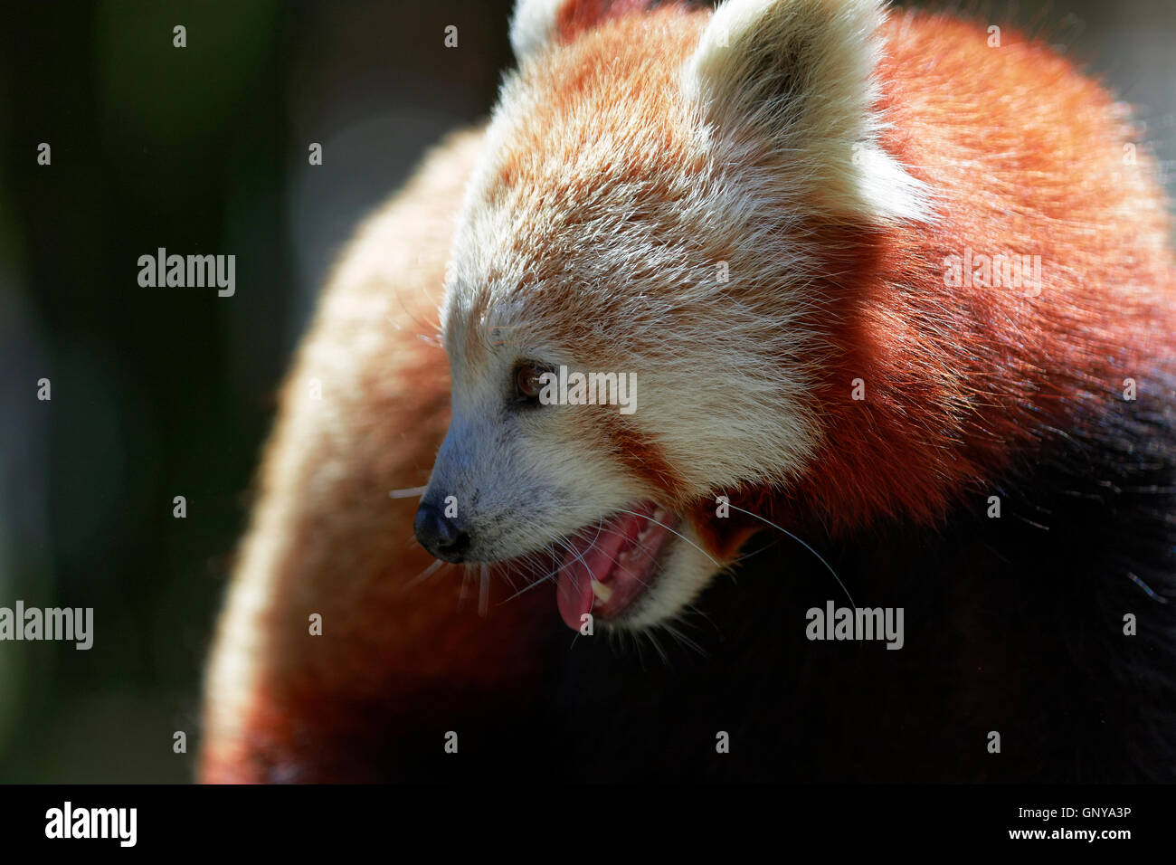 Cute Red Panda posing for the camera Stock Photo - Alamy