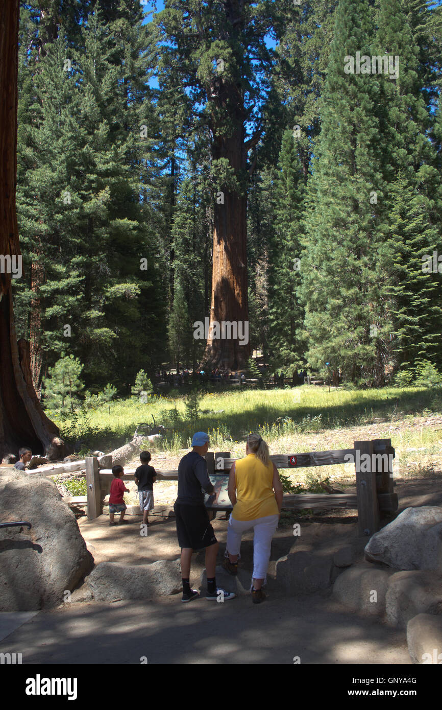 Sequoia Trees in Sequoia National Park California. USA Stock Photo - Alamy
