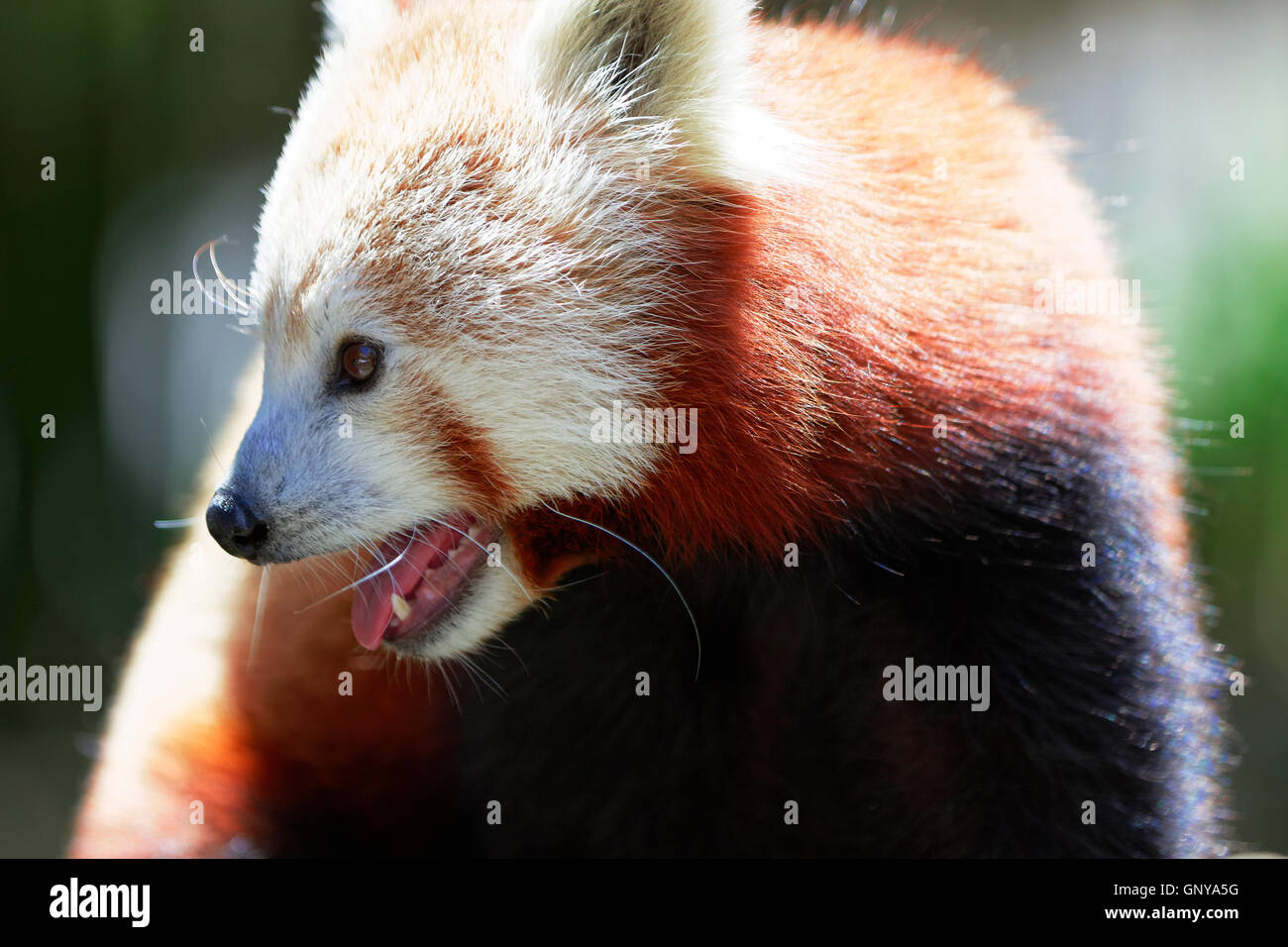 Cute Red Panda posing for the camera Stock Photo - Alamy